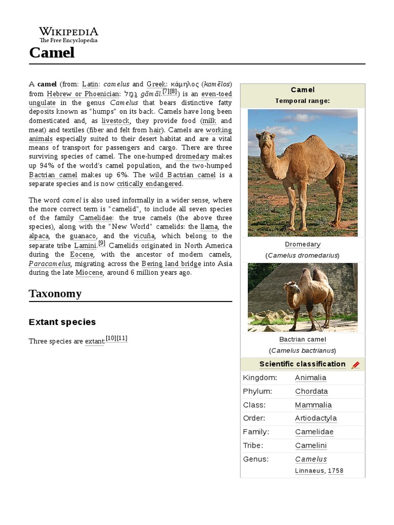 Camel Facts: Nature's Desert-Adapted Ungulate | PDF | Camel