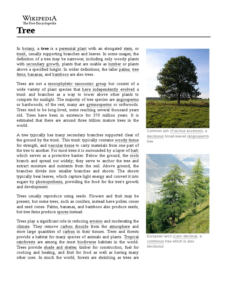 Tree | PDF | Trees | Bonsai