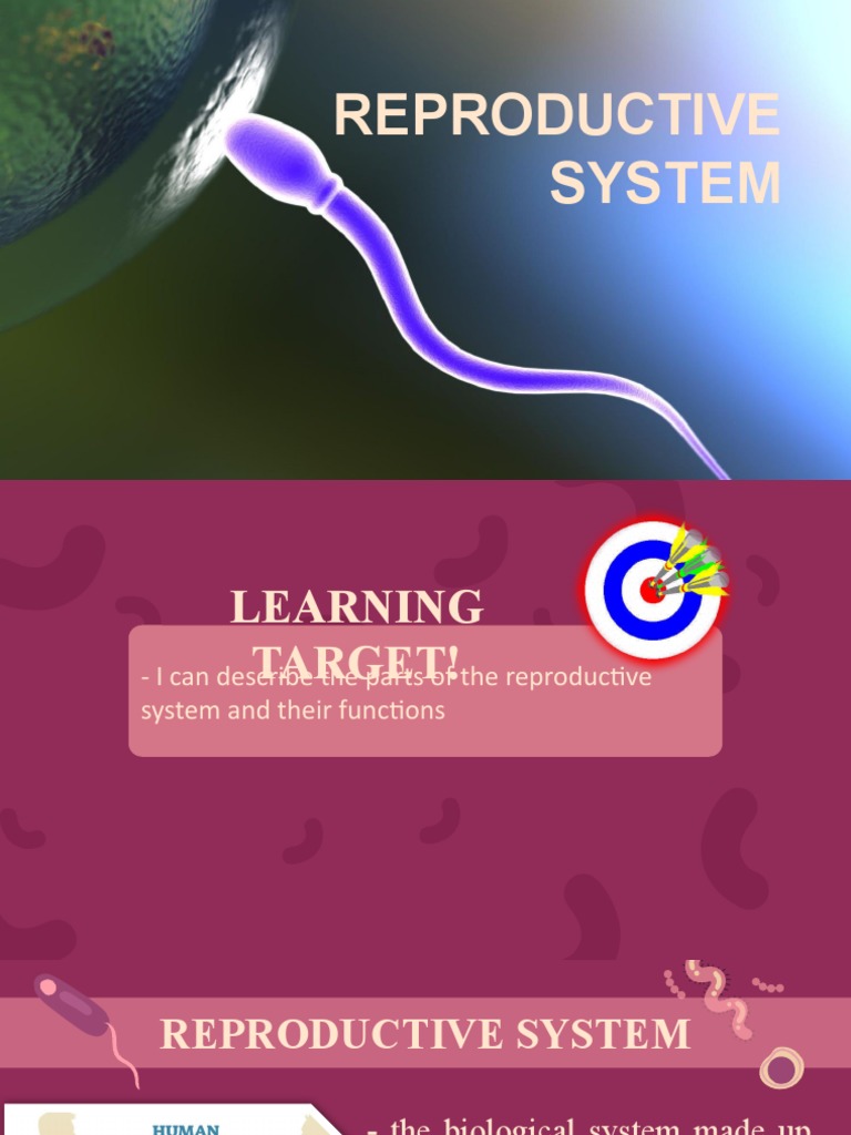Understanding the Reproductive System | PDF | Uterus | Reproductive System