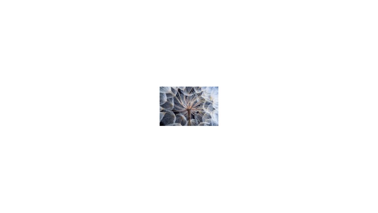 Papadia | PDF