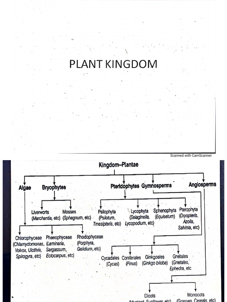 Plant Kingdom Class 1 | PDF