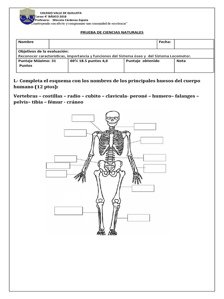 prueba ciencias naturales sistema oseo | PDF | Esqueleto | Articulación