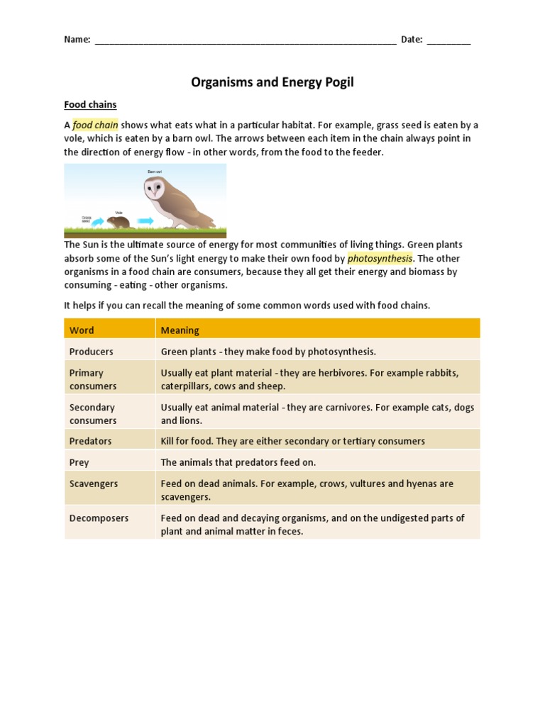 Organisms and Energy Pogil: Food Chains | PDF | Fat | Carbohydrates