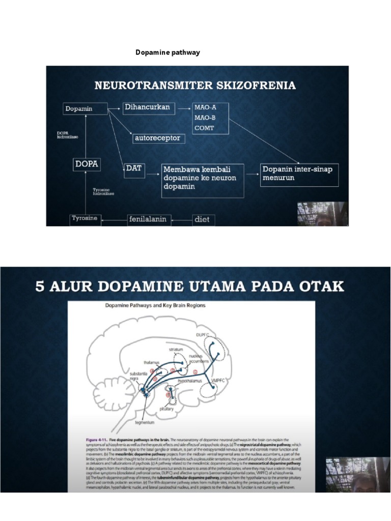 Dopamine Pathway | PDF | Science & Mathematics