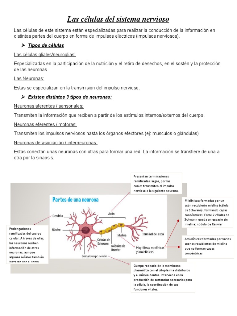 Las Células Del Sistema Nervioso WORD | PDF | Neurona | Mielina