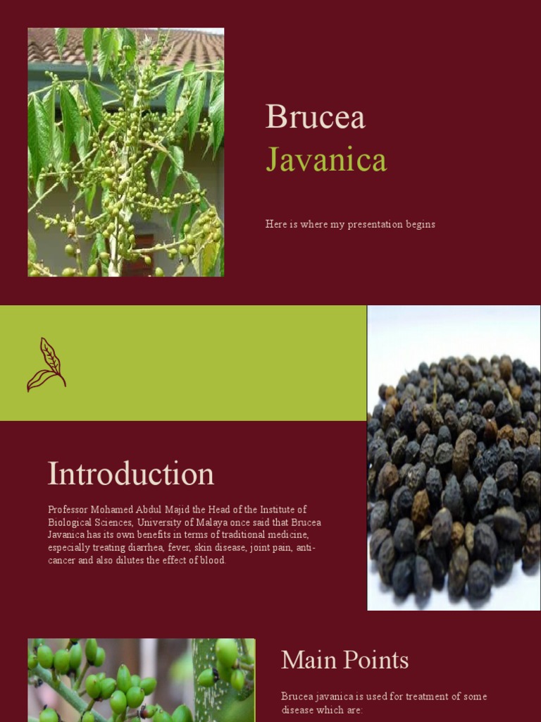 Brucea: Javanica | PDF