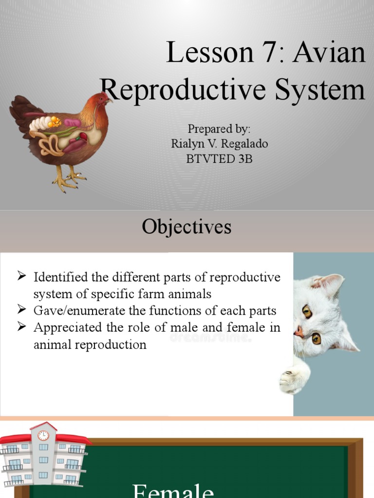 Male Chicken Reproductive System