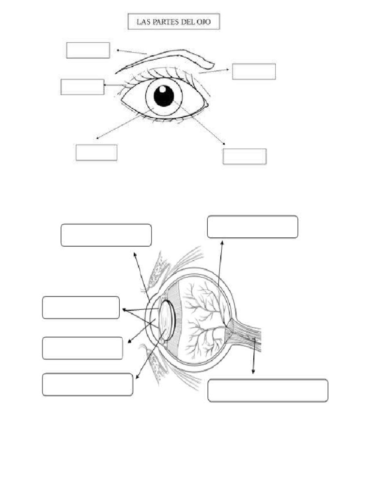 Partes del Ojo Humano para Dibujar | PDF | Ojo humano | Percepción visual