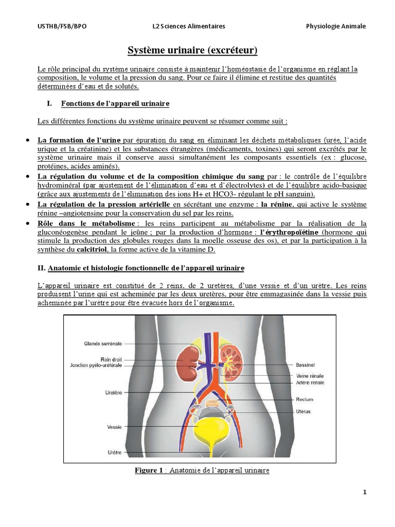 Anatomie et fonctions de l'appareil urinaire | PDF | Rein | Appareil ...