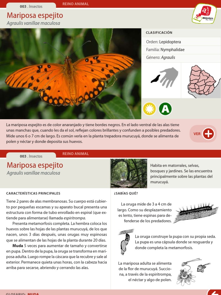 Información Mariposa Monarca | PDF | Lepidópteros | Insectos