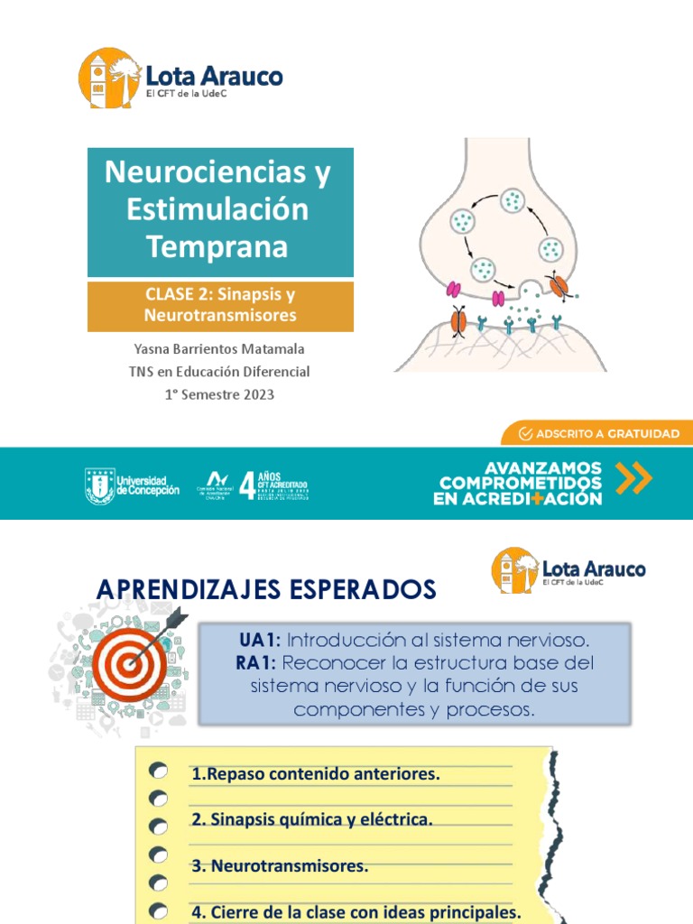 TNS ED - Clase 02 - Neurociencia y Estimulación Temprana - Sinapsis y Neurotransmisores | PDF ...
