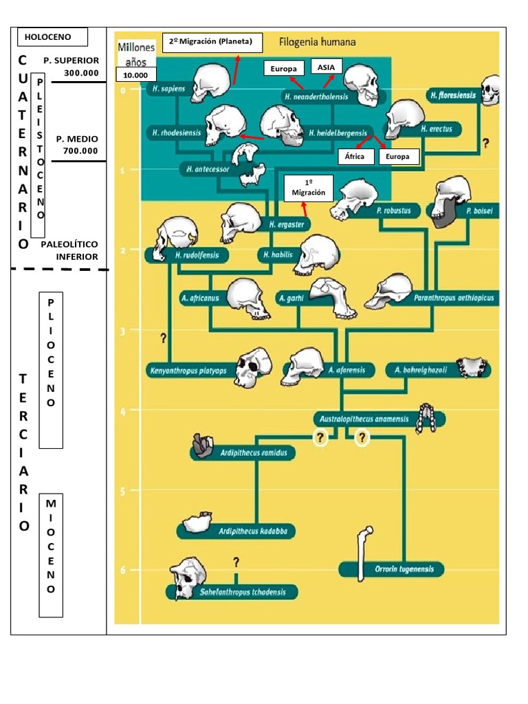 Filogenia Humana y Cuadros - Historia Indígena 2022 | PDF | Homo ...