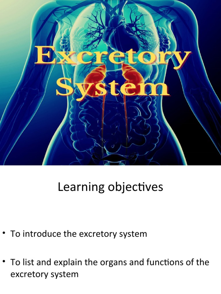 The Excretory System | PDF | Kidney | Excretion