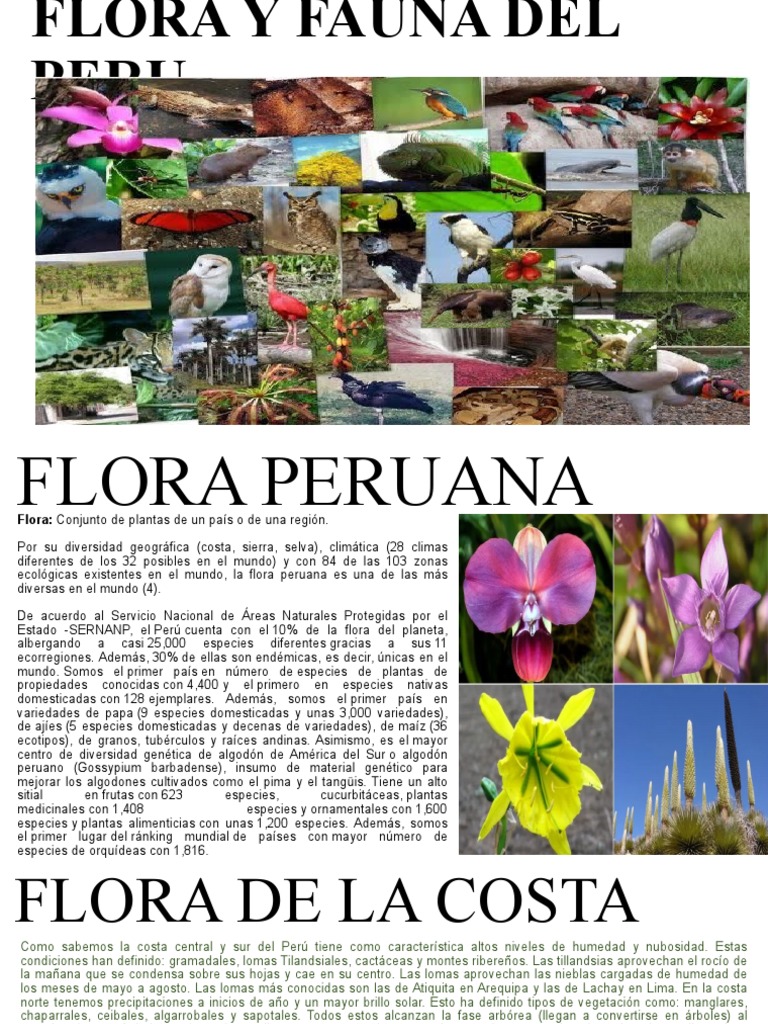 Flora y Fauna Del Peru | PDF | Perú | Aves