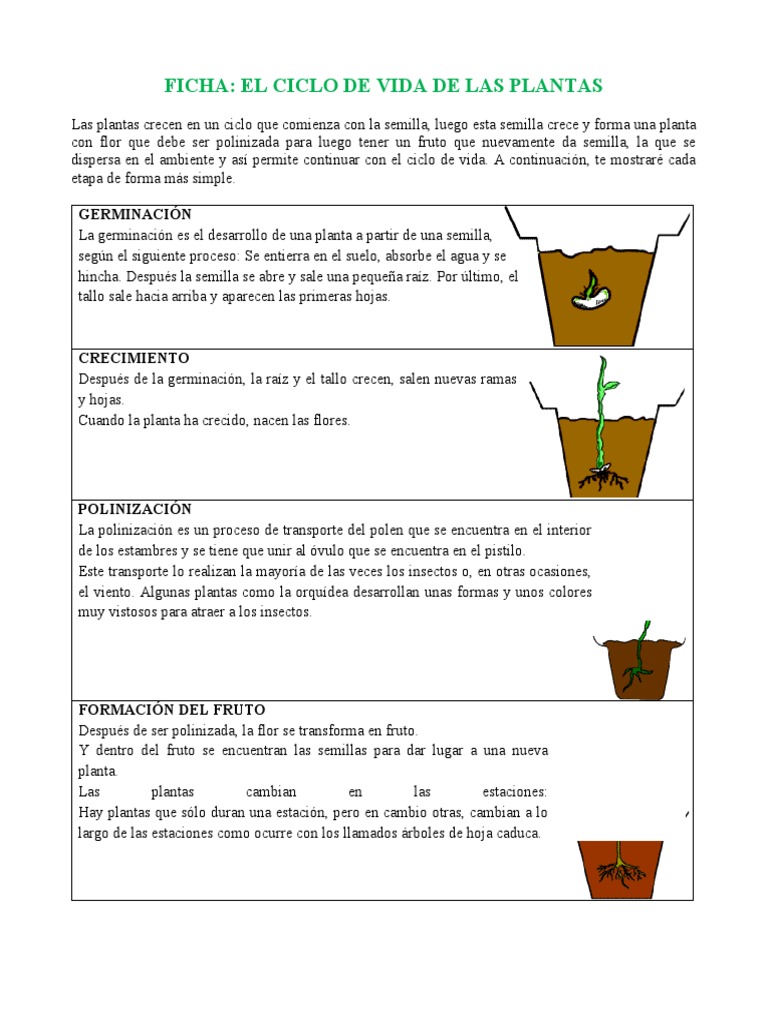Ficha Ciencias - Ciclo de Vida de Las Plantas | PDF