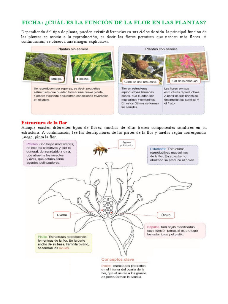 Ficha Ciencias - La Flor | PDF