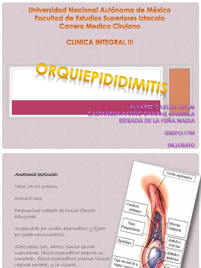 Orquiepididimitis Incompleto3 | PDF | Testículo | Enfermedades del ...