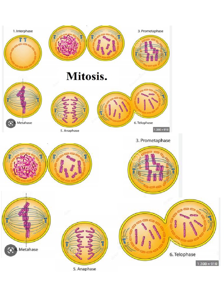 Mitosis | PDF