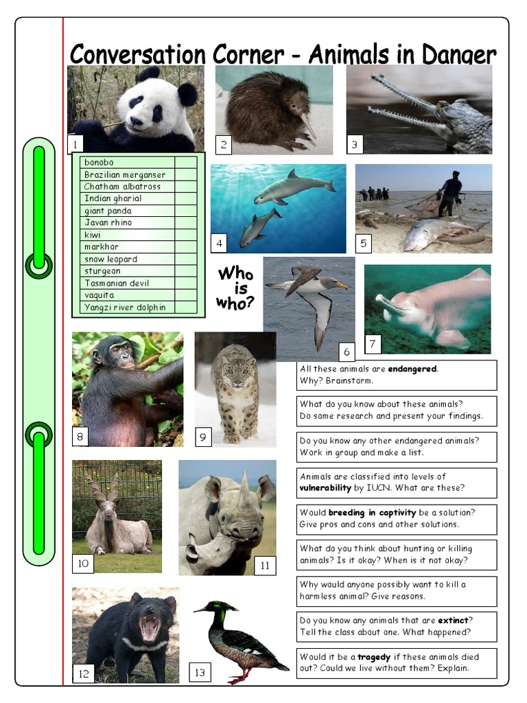 Endangered Animals Conversation Starters | PDF | Endangered Species | Tiger