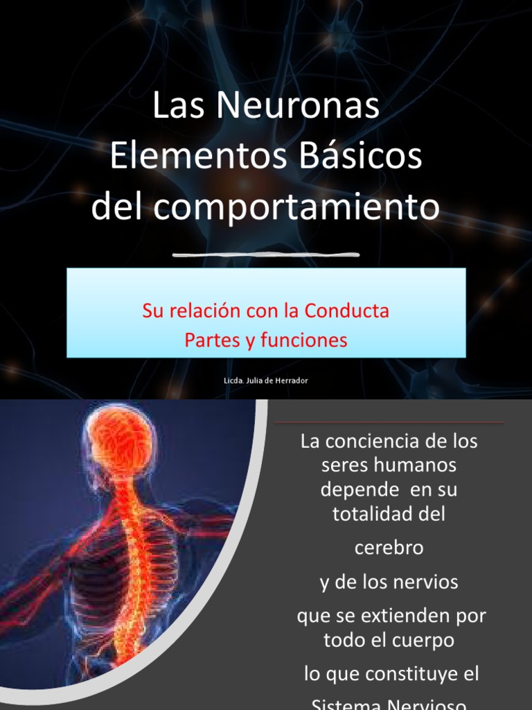 Las Neuronas y Conducta | Descargar gratis PDF | Neurona | Sinapsis