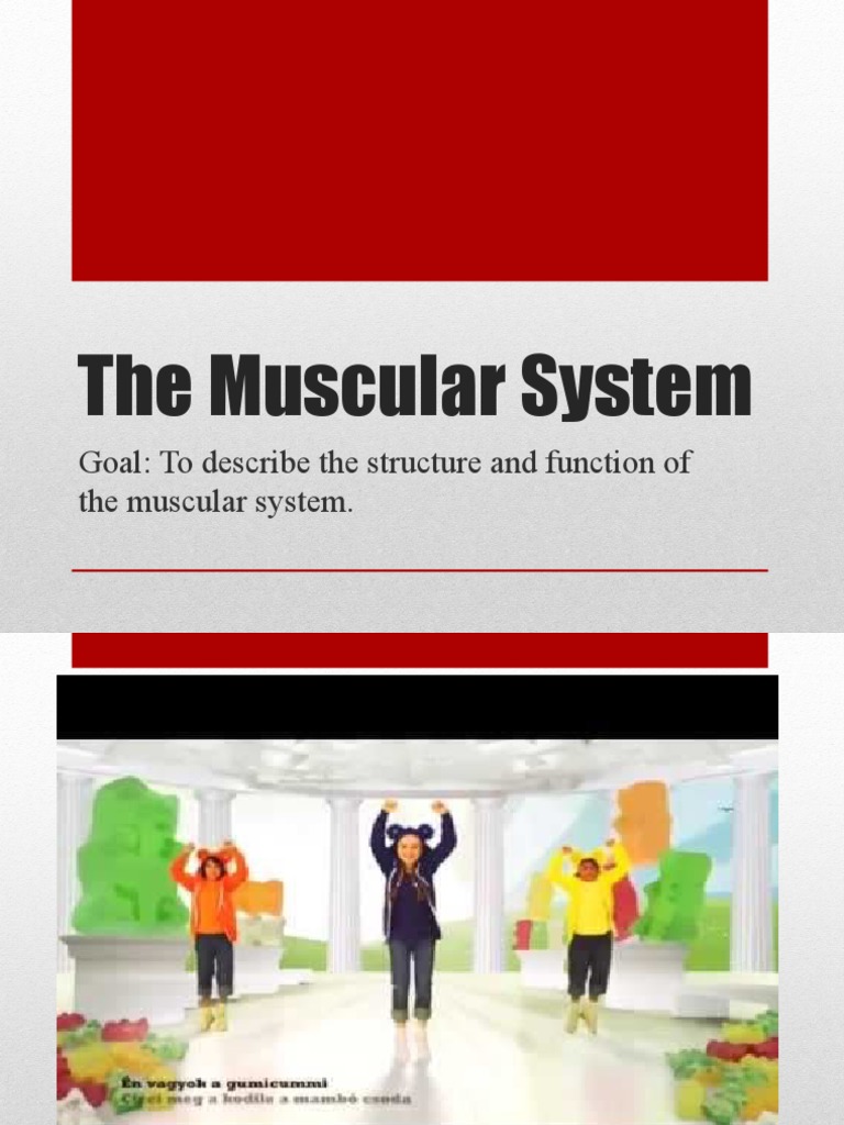 Week 6 - Muscular System | Download Free PDF | Skeletal Muscle | Human Body