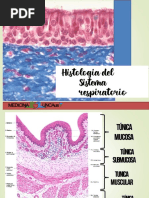 1 Region Superciliar | PDF | Cráneo | Anatomía humana