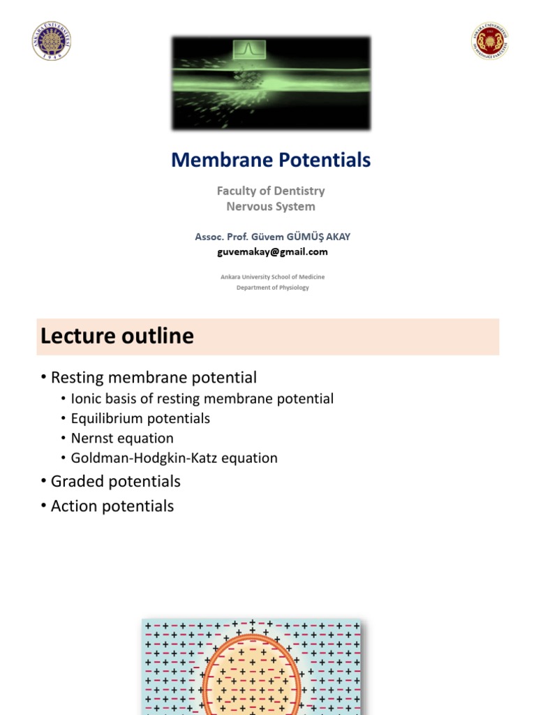 Membrane Potentials | PDF | Membrane Potential | Action Potential
