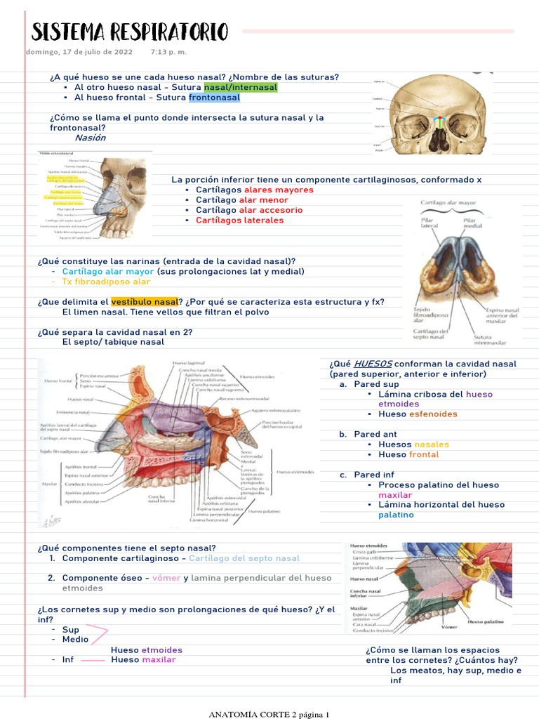 ANATOMÍA RESPIRATORIO | PDF | Nariz humana | Laringe