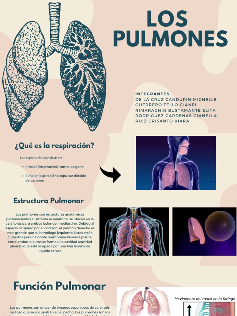 LOS Pulmones: Integrantes | PDF | Pulmón | Morfología (biología)