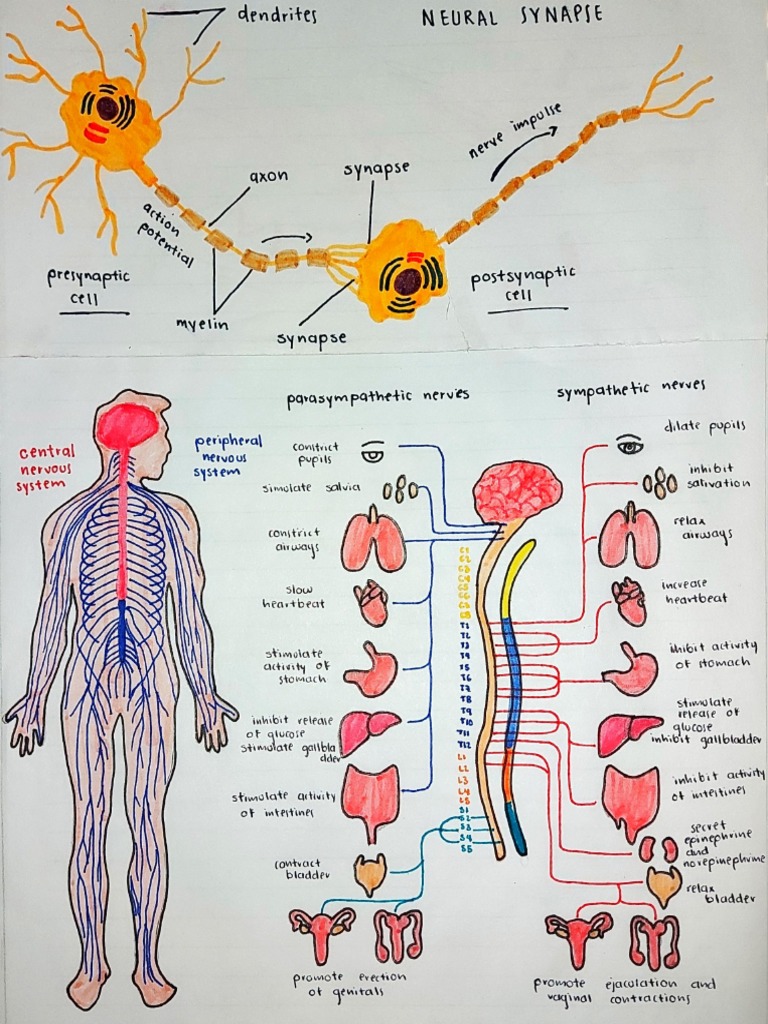 Nervous System | PDF