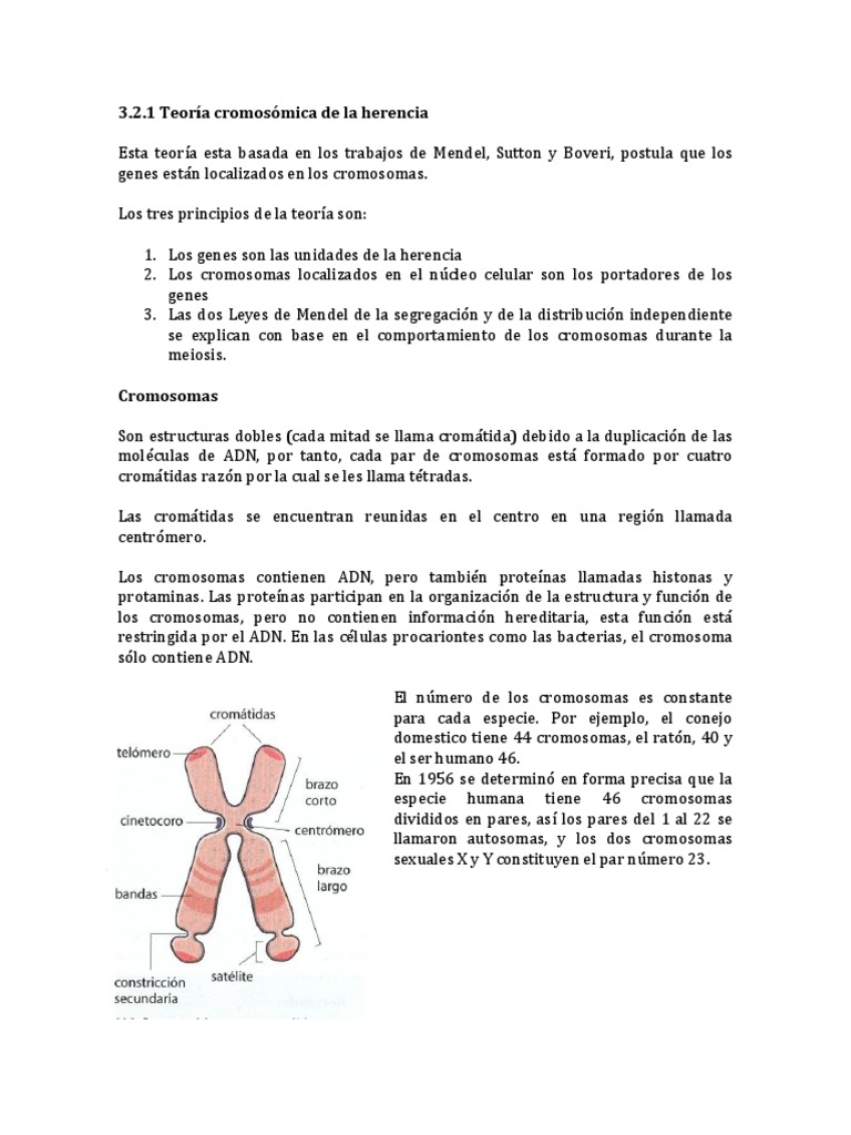 Teoría cromosómica herencia | PDF | Cromosoma | Gene