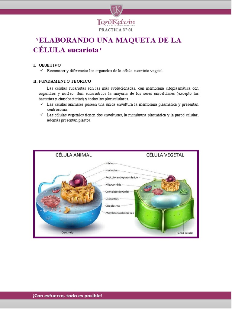 Ideas De Proyectos De Celulas Vegetales 5to Grado
