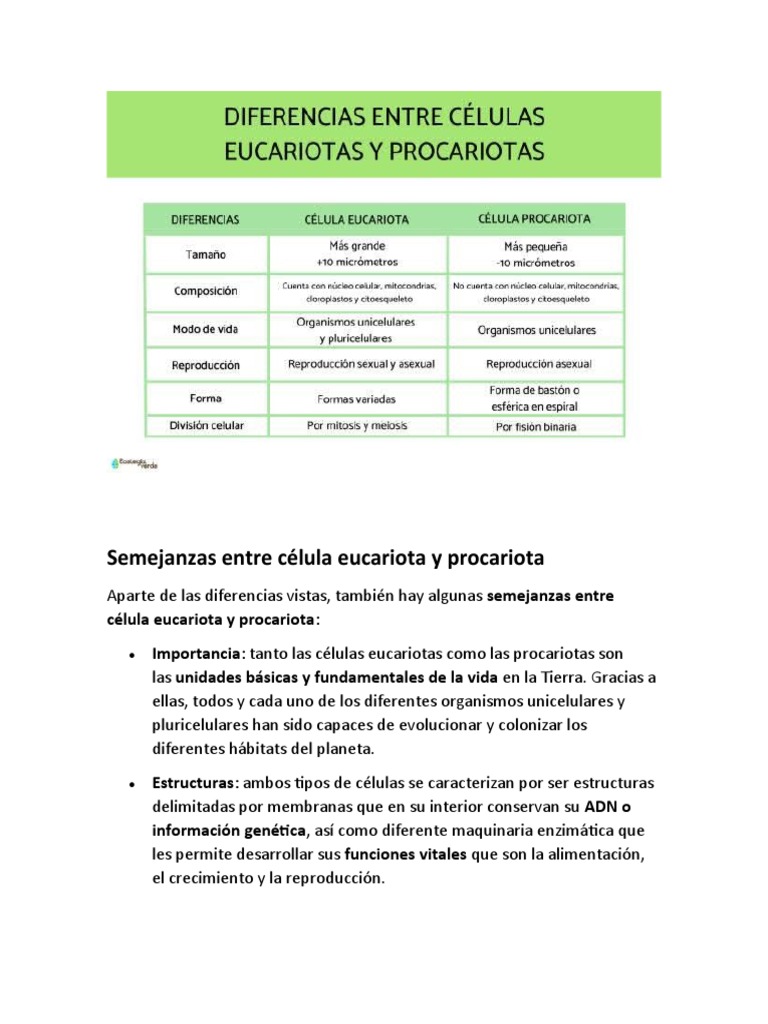 Diferencias Y Similitudes Entre Celulas Procariotas Y Eucariotas