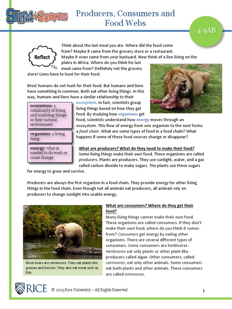 STEM 4.9AB 2.0 Explain STEMscopedia Eng | PDF | Foods | Organisms