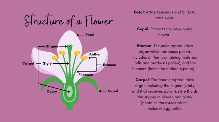 Structure of a Flower Explained | PDF