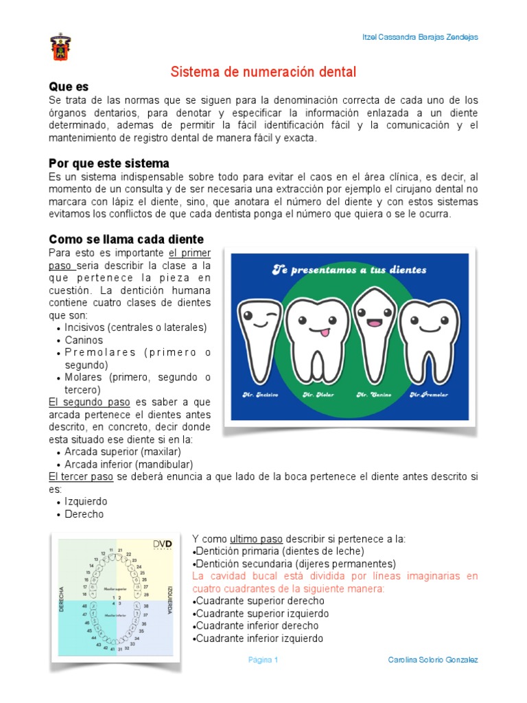 Secuencia De Numeracion Dental