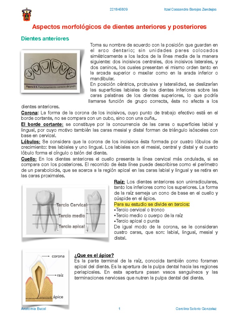 Aspectos morfológicos de dientes anteriores y posteriores | PDF ...