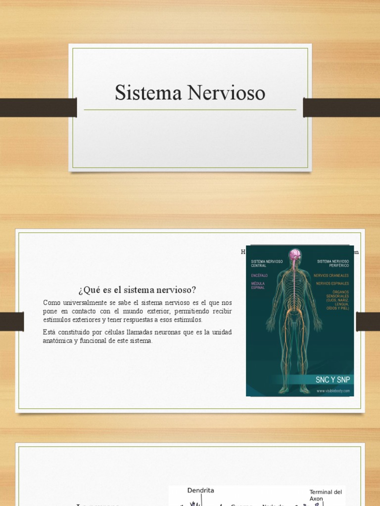 Presentación Sistema Nervioso | PDF