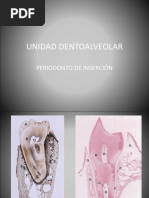 Proceso Alveolar | PDF | Hueso | Anatomía