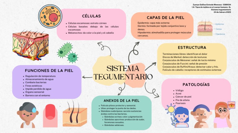Estructura Y Funciones Del Sistema Tegumentario Humano Pdf Piel