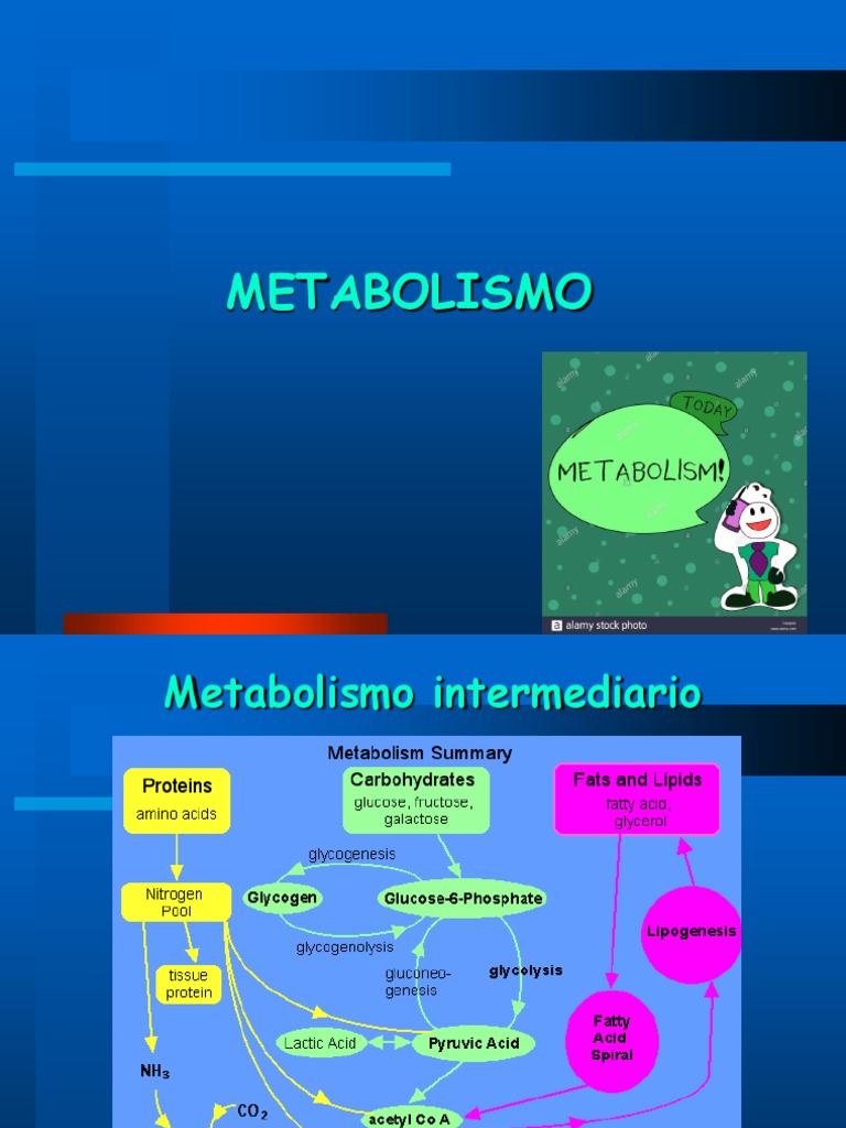 METABOLISMO ANIMAL Virtual | PDF | Dióxido de carbono | Caloría