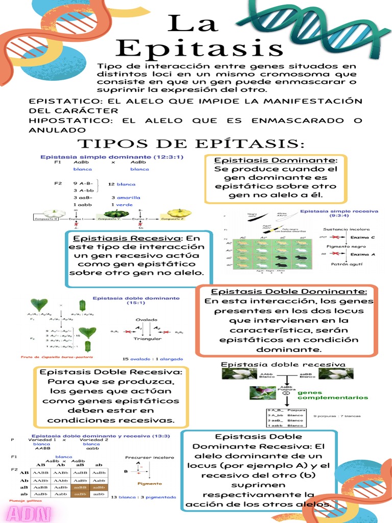 Infografia La Epitasis | PDF