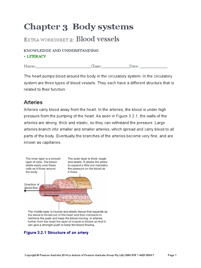 Blood Vessels | PDF | Artery | Blood Vessel