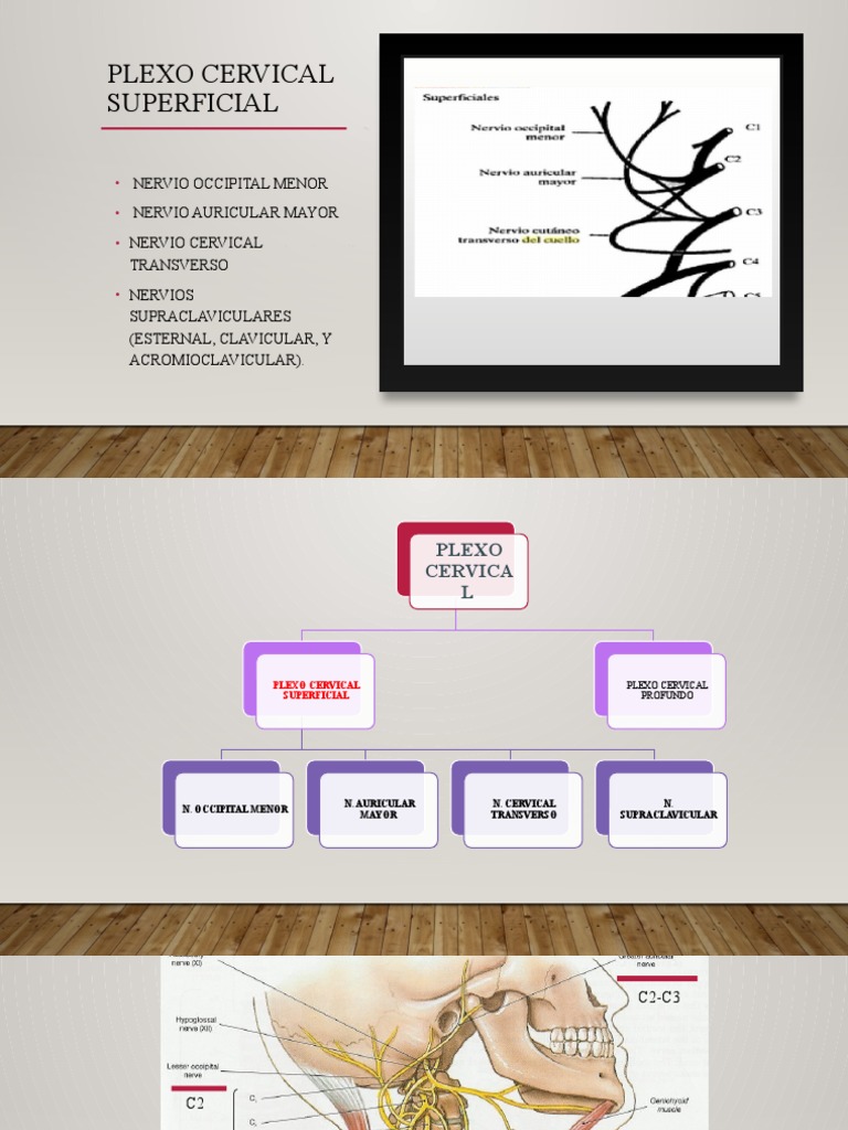 Anatomia y Bloqueo de Plexo Cervical Superficial | PDF