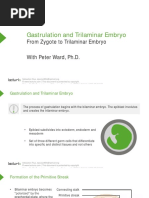 Third Week of Development: Trilaminar Germ Disc | PDF | Anatomy ...