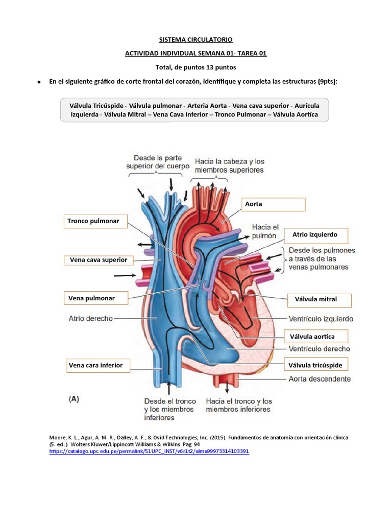 TAREA 01 SIST - CIRCULATORIO CD Sem 01 | PDF