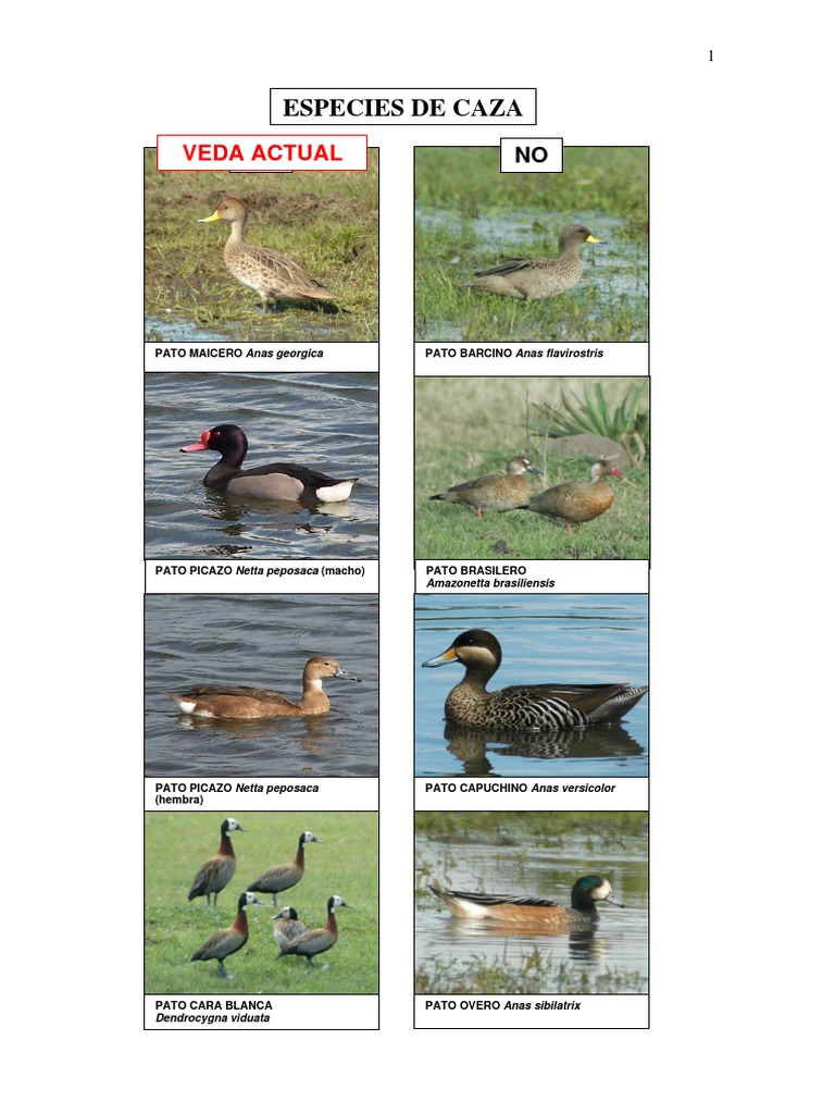 Normas Caza en Uruguay | PDF | Caza | Organismos