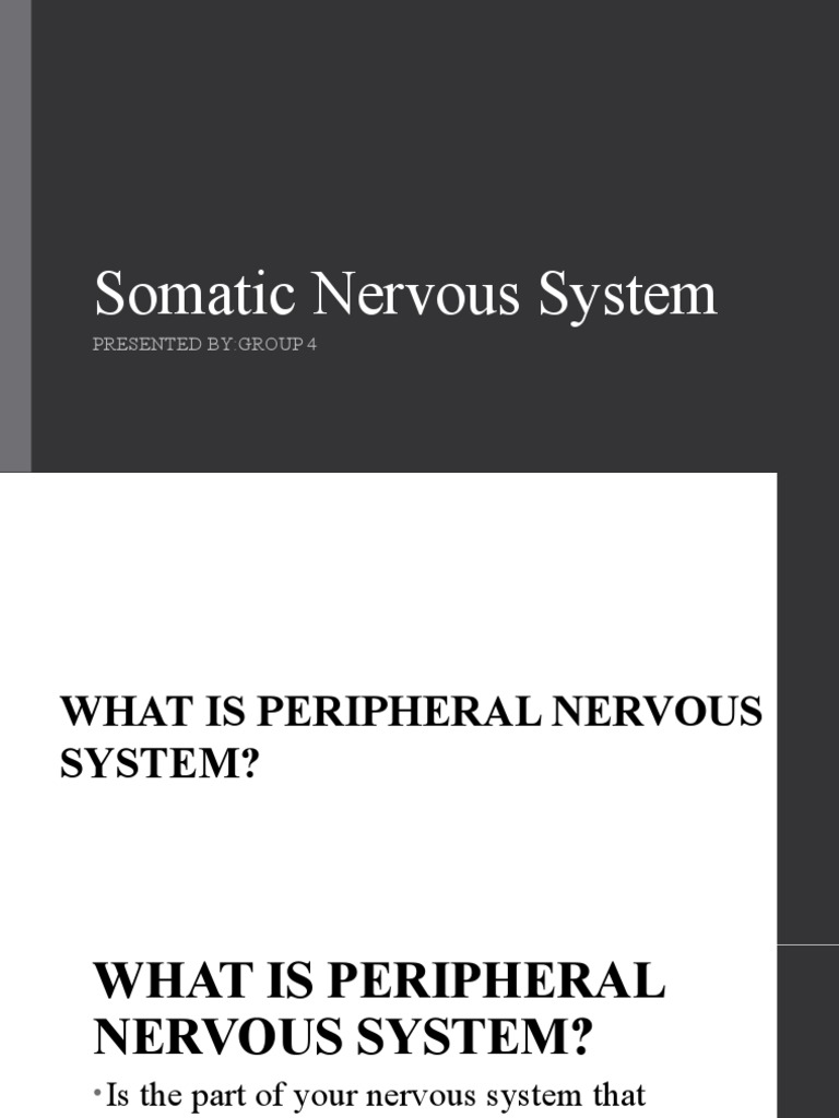 Overview of the Somatic Nervous System | PDF | Organ (Anatomy) | Human ...