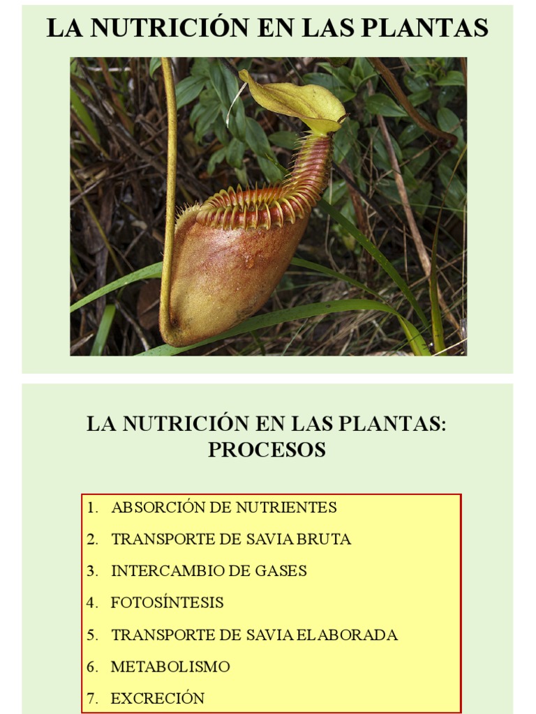 Funciones-vitales-en-las-plantas-Modo-de-compatibilidad | PDF | Flores ...