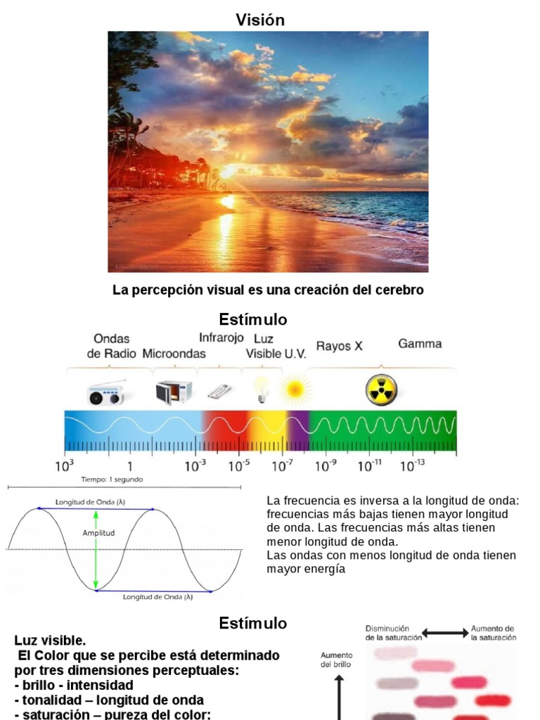 Visión 1 - Ojo | PDF | Percepción visual | Ojo humano